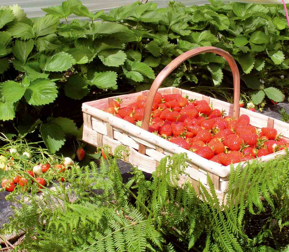 LES FRAISES DU PÉRIGORD IGP : C’EST LA SAISON ! | Perigord